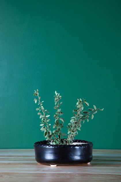 Buy Large Plant Pots for Indoor & Outdoor of Ceramic & Metal – Freedom Tree