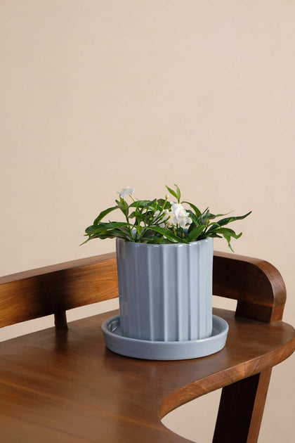 Modern Indoor Plant Pots - Buy Ceramic Planters Online in India ...