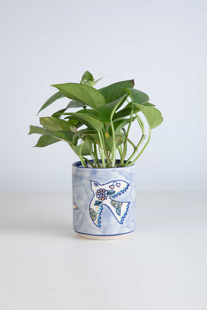 Ceramic Plant Pots - Buy Indoor Planters Online in India – Freedom Tree